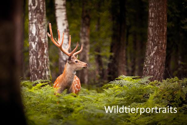 Wildlife Safari - Fotokurse in Mainz