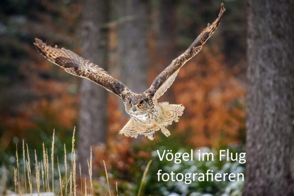 Wildlife Safari - Fotokurse in Mainz