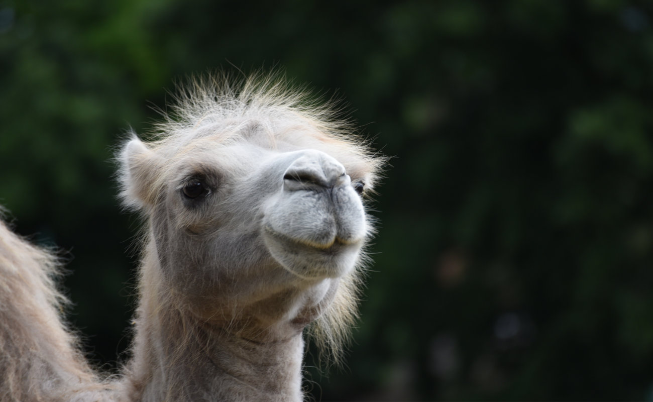Safaripark Stukenbrock - Fotokurse in Mainz