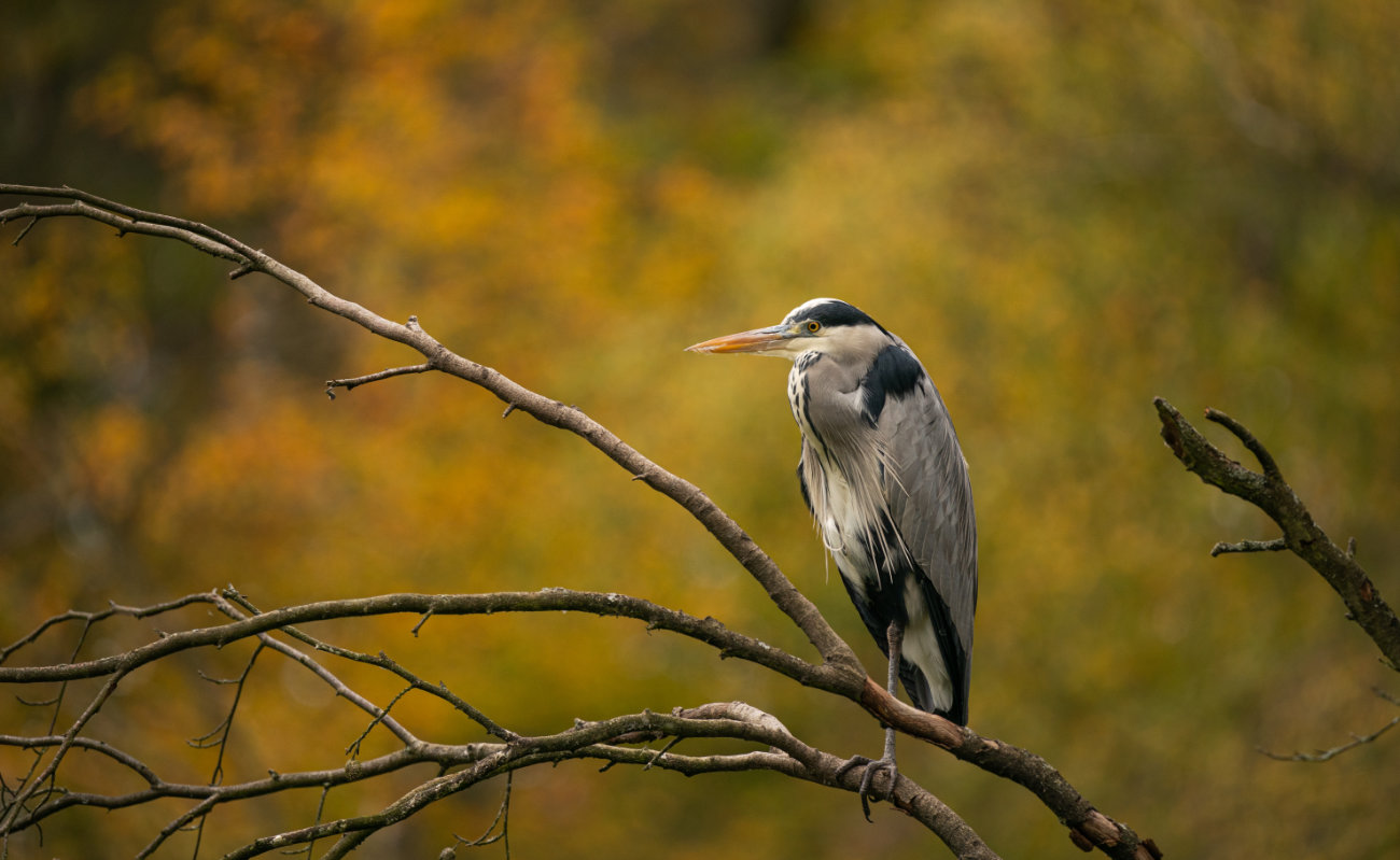 Wildpark Alte Fasanerie - Fotokurse in Mainz
